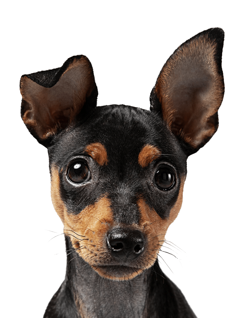 Pet Services and Dog Boarding in Burnsville - Contact Us